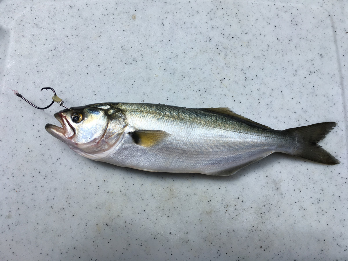 Ultimate Bait Bridle - Small Size - 50 Pack – Ultimate Fishing Float